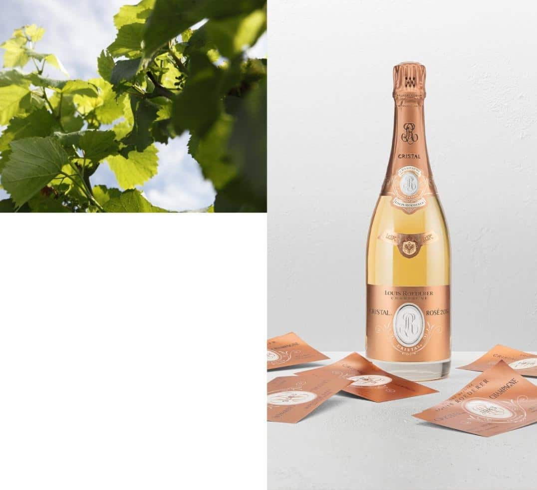 15 Best Champagne Brands | Business Strategy Hub